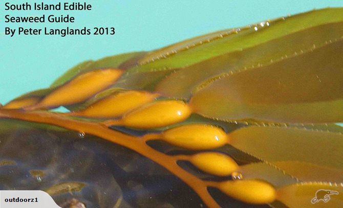 Wild capture: South Island Edible Seaweed Guide